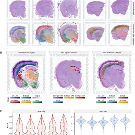 PDF St2cell Reconstruction Of In Situ Single Cell Spatial