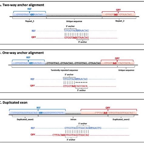 Schematic Representation Of Spurious Spliced Alignment Between Repeat Download Scientific