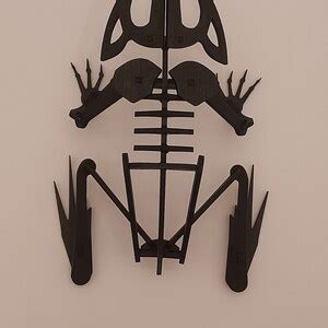 Frog Skeleton Kit Bone Frog Puzzle DIY Gift Etsy