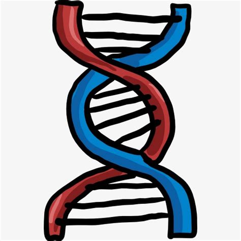 Dna Model Drawing Free Download On ClipArtMag