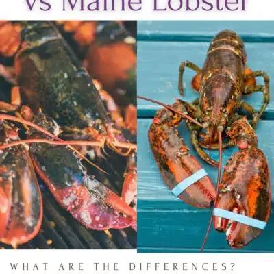 Canadian Lobster Vs Maine Lobster Similarities And Differences