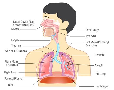 Diagram Of The Respiratory System And Functions