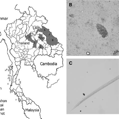 Pdf Molecular Evidence Of Trichostrongylus Colubriformis And Trichostrongylus Axei Infections