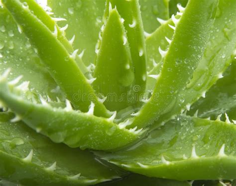 芦荟高清图片 芦荟 芦荟图片免费下载 5105151425 千图网pro