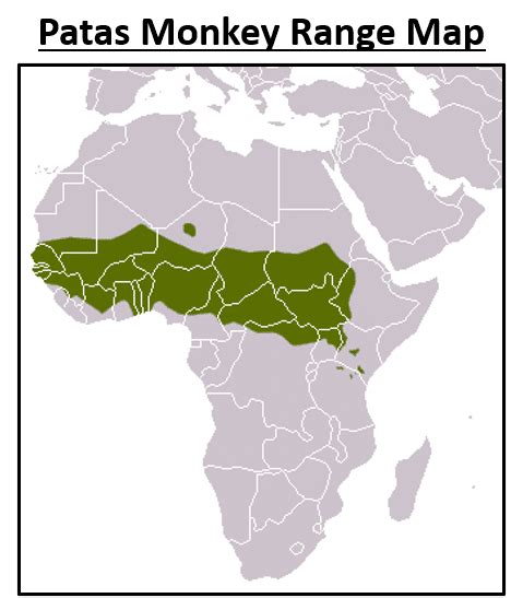 Types Of Monkeys Found In Nigeria Id Guide Bird Watching Hq
