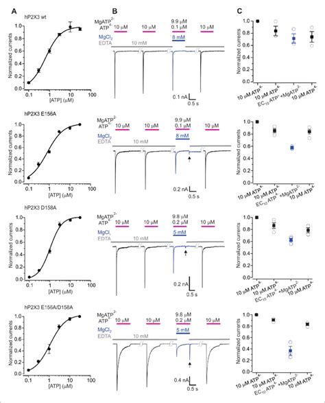 The Divalent Cation Binding Chamber Is Critical For Mg 2 Atp Download Scientific Diagram