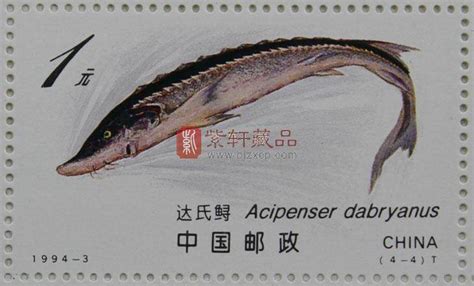 达氏鲟鱼 鲟鱼鱼苗 鲟鱼鱼子酱 第2页 大山谷图库