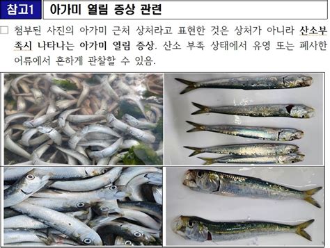 국립수산과학원 마산만 정어리 떼죽음 산소부족 결론 공감언론 뉴시스통신사