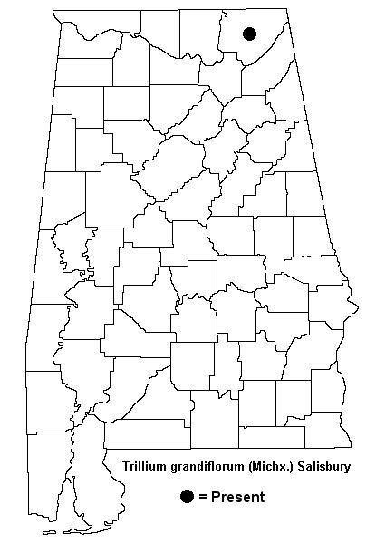 Trillium Grandiflorum Plant Identification Flower Leaf Care Uses