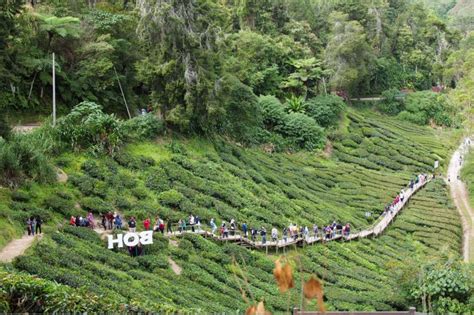 말레이시아 자유여행 카메론하이랜드 투어모시 포레스트 차밭 보티센터 딸기농장 잊지못할 자연 추억쌓기 네이버 블로그