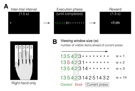 Varying Viewing Window In A Discrete Sequence Production DSP Task Download Scientific