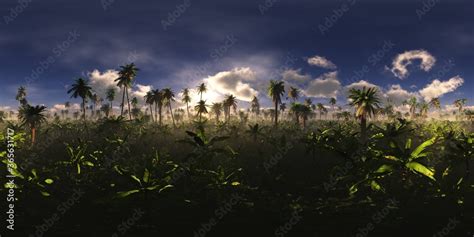 Jungle In The Morning Hdri Environment Map Round Panorama