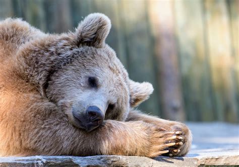 What Prevents Blood Clots In Hibernating Bears