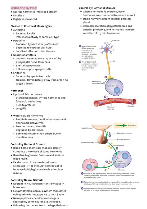 Solution Endocrine System Notes Studypool