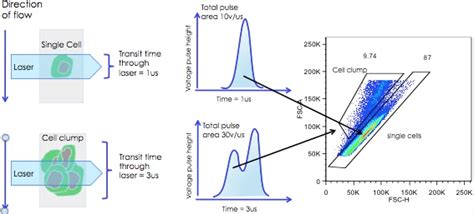 How To Create Flow Cytometry Gates Cheeky Scientist