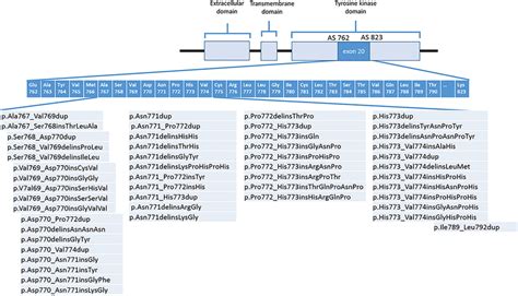 Spectrum Of Egfr Exon20ins Insertions In Exon 20 Of The Egfr Gene Are
