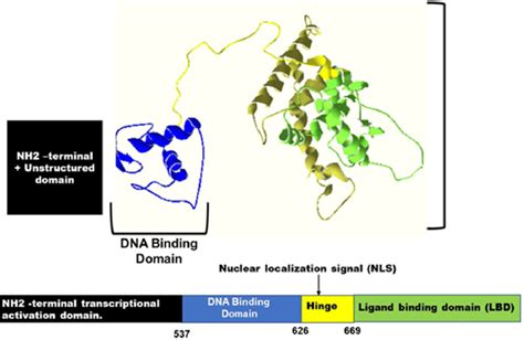 The Structure Of The Androgen Receptor The Androgen Receptor Consists