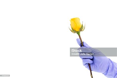 수술 용 장갑에 손은 흰색 배경에 고립 된 노란색 장미를 보유하고 있습니다 복사 공간 감사에 대한 스톡 사진 및 기타 이미지 감사 개념 개화기 Istock