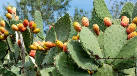 Prickly Pear Plants How To Grow These Spiny Foods Epic Gardening
