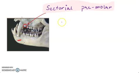 Solved Frugivorous Primates Are Characterized By Which Anatomical