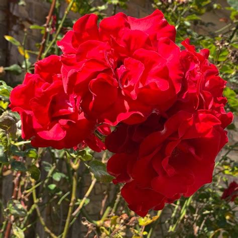 Bea M On Linkedin ️🌹🍃🙏🏽🍁🎋