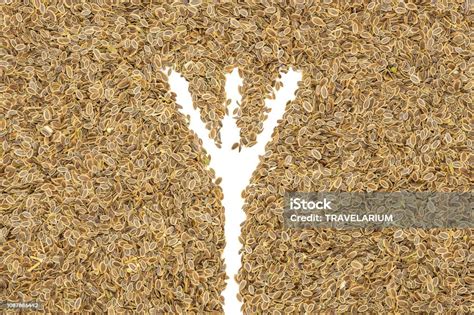 딜의 종자 닫습니다 연간 회 향 허브 또는 절 임 요리에 향신료로 사용 Generic에 대한 스톡 사진 및 기타 이미지 Generic 건강관리와 의술 건강한 생활방식