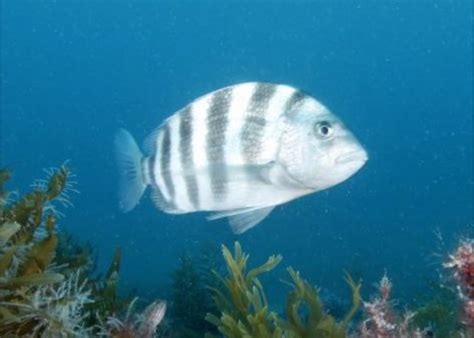Sheepshead Underwater