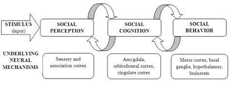 Component Processes Of Social Cognition And Their Neural Correlates Download Scientific Diagram