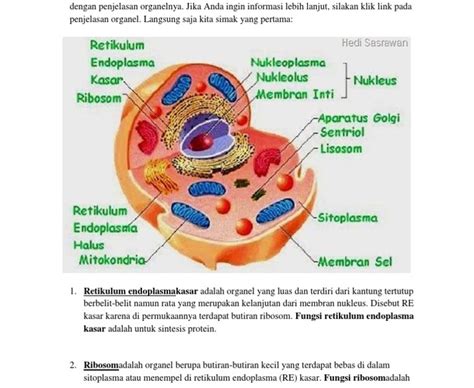 Sel Hewan Beserta Fungsi Dan Bagiannya Koleksi Terkini