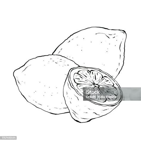 나뭇가지에 잎이 달린 레몬 검정 잉크 손으로 그린 음식 일러스트 스케치 스타일 포장 라벨 로고 흰색 배경에 고립되어 있습니다 감귤류 과일에 대한 스톡 벡터 아트 및 기타