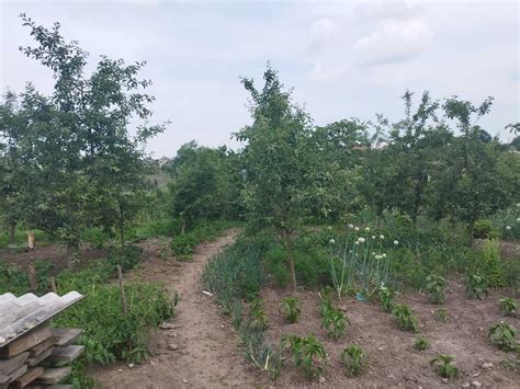 Господарство в селі 15 000 Продаж будинків Грубна на Olx