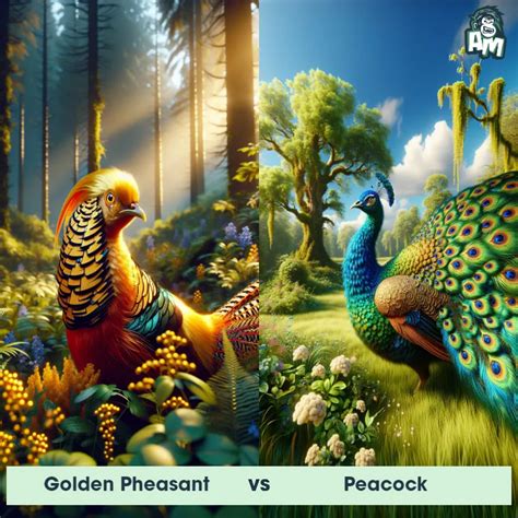 Peacock Predator Prey Interactions Fights And Aggressive Behaviors