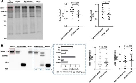 Immunoblot Analysis Of Plasma Ficolin 3 And Haptoglobin In Hfpef And Download Scientific