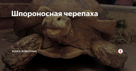 Шпороносная черепаха Книга животных Дзен