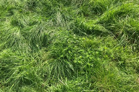 Grass Measuring How Does The Grasshopper Work Agrilandie