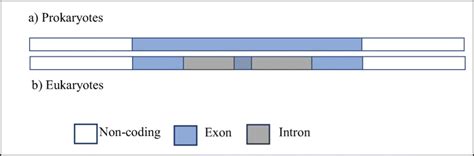 Gene Structure According To The Protein Coding Parts A Prokaryotes B