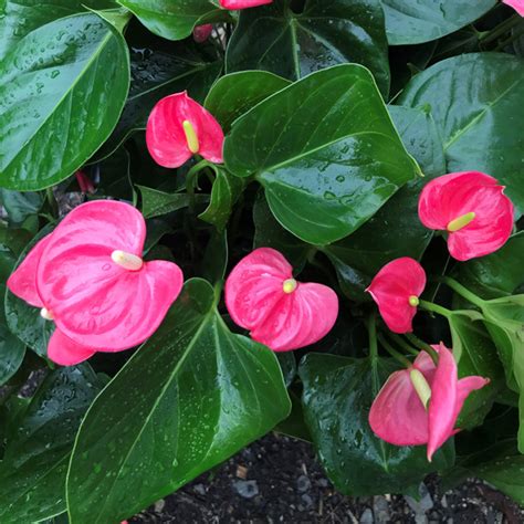 Anthurium Pink Garden Express