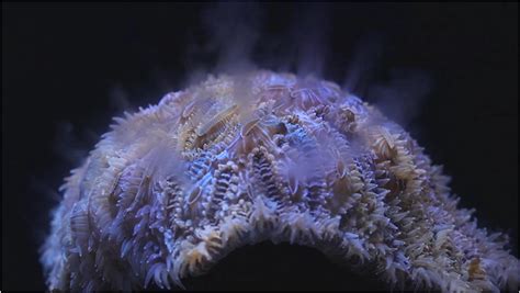 Ex Situ Spawning In Two Highly Disease Susceptible Corals