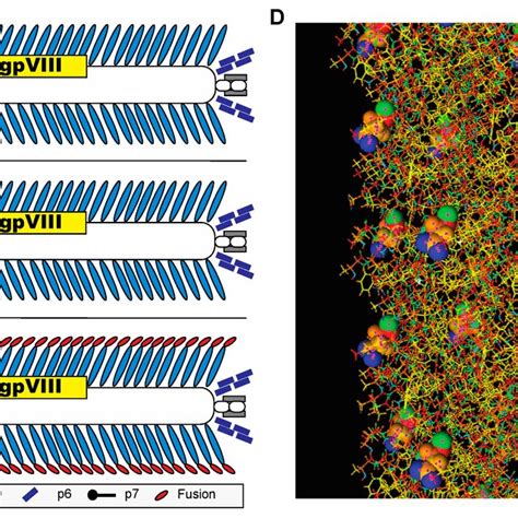 Filamentous Phage Display Libraries Schematic Representation Of Type 3