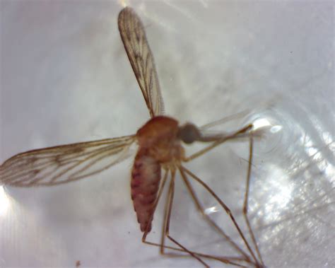 Anopheles Quadrimaculatus