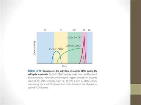 Cyclin Dependent Kinases Pptx Endocrine And Metabolic Diseases Diseases And Conditions