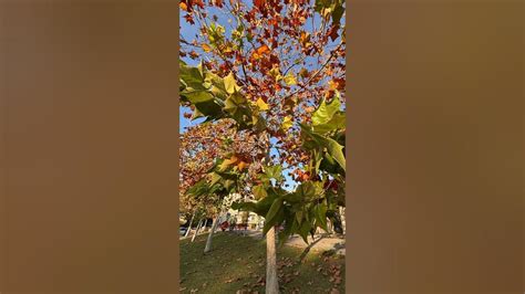 ПАДАЮТ ЛИСТЯ КАК НАШИ ДНИ Youtube