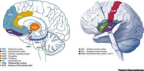 Insular Cortex Diagram