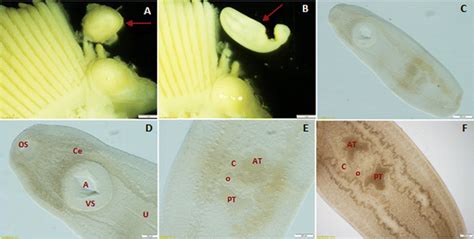 A Encysted Metacercariae B Excysted Metacercariae C Cleared C Download Scientific Diagram