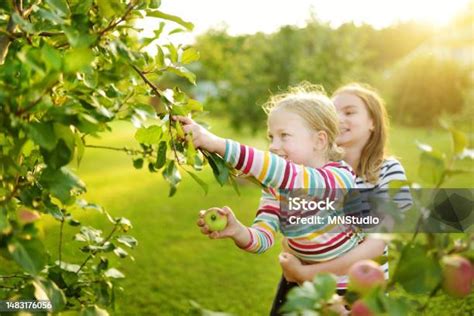 귀여운 어린 소녀들이 여름날 사과나무 과수원에서 사과를 수확하고 있다 정원에서 과일을 따는 아이들 어린 아이들을 위한 신선한 건강 식품 사과에 대한 스톡 사진 및 기타