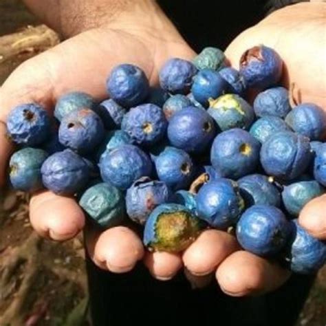 Jual Biji Benih Pohon Genitri Jenitri Siap Tanam Benih Bibit Benih Biji 1kg Shopee Indonesia