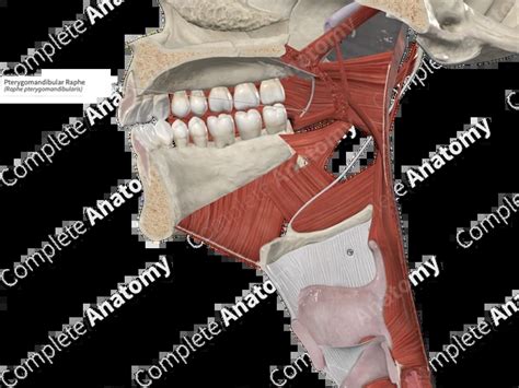 Pterygomandibular Raphe Complete Anatomy