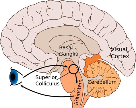 What Is The Structure And Function Of The Superior Colliculus — Brain Stuff
