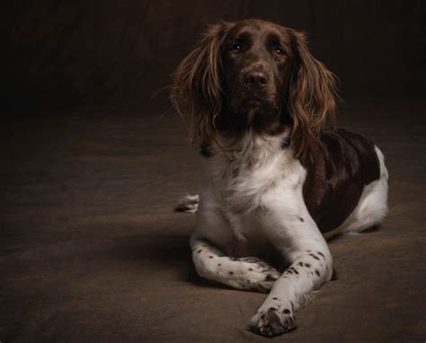 The Labrador Duck A Tale Of Modern Extinction Project Upland