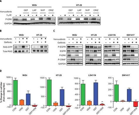 Egfr Mediated Reactivation Of Mapk Signaling Contributes To